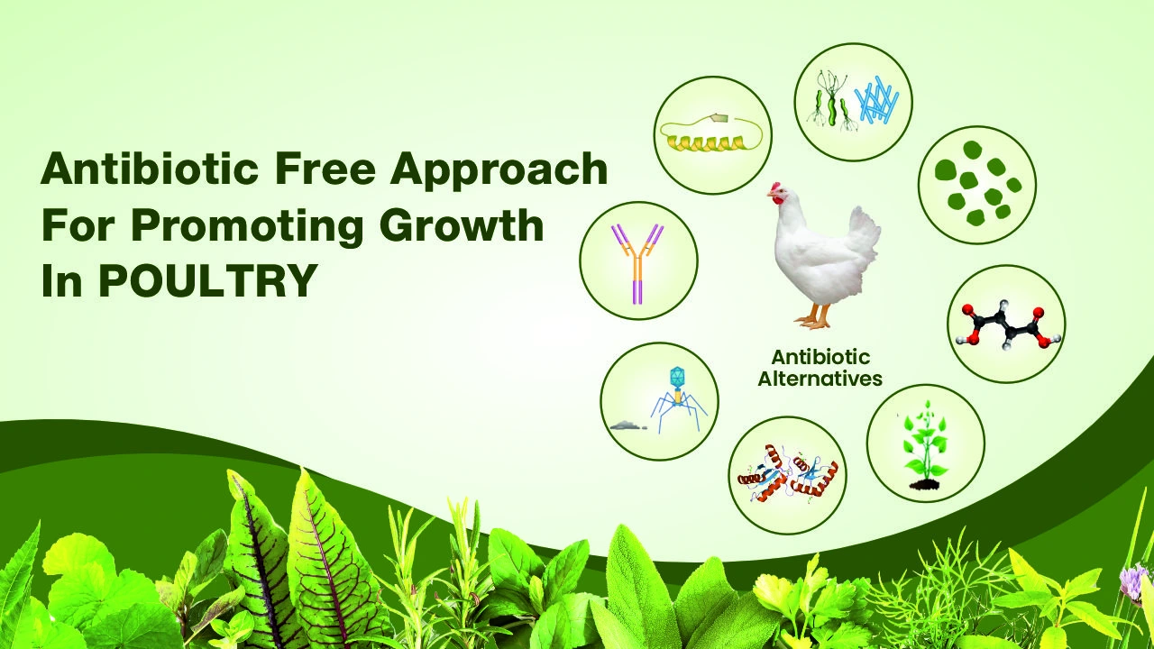 Antibiotic-Free Poultry Growth: HERBOFLOXIN’s Natural Solution