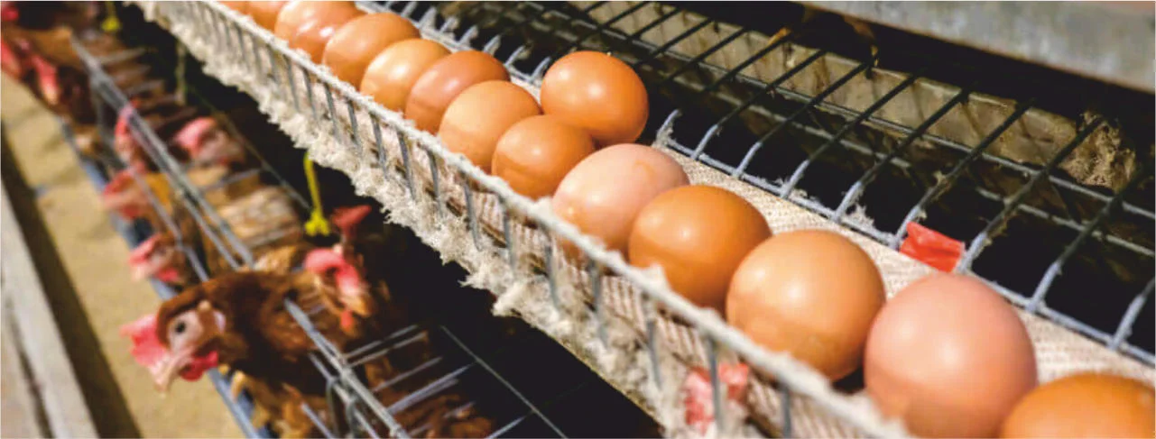 Dynamic Alpha: Natural Vitamin D3 Supplement for Poultry | Vinayak ...