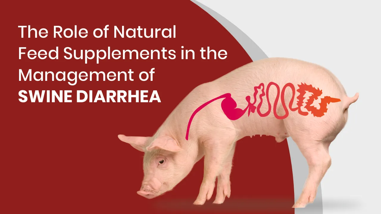 The Role Of Natural Feed Supplements In The Management Of Swine Diarrhea - Vinayak Ingredients ...