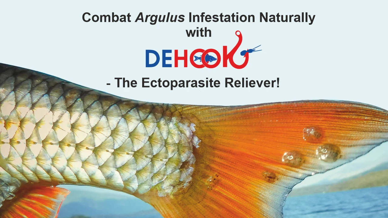 Dehook: Natural Argulus Reliever for Fish Health | Vinayak Ingredients